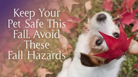 Keep Your Pet Safe This Fall, Avoid These Fall Hazards - Minnesota ...